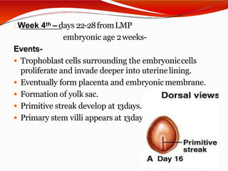 fetal development.pptx