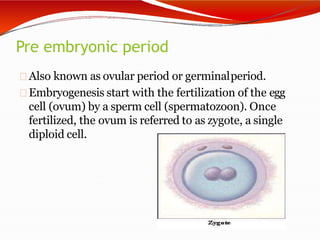 fetal development.pptx