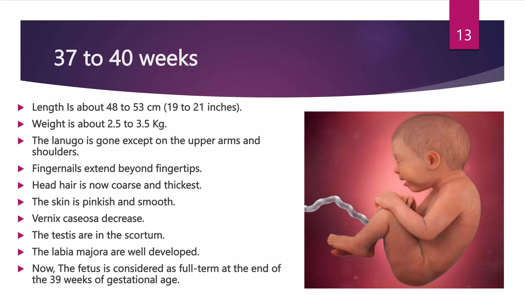 fetal development.pptx
