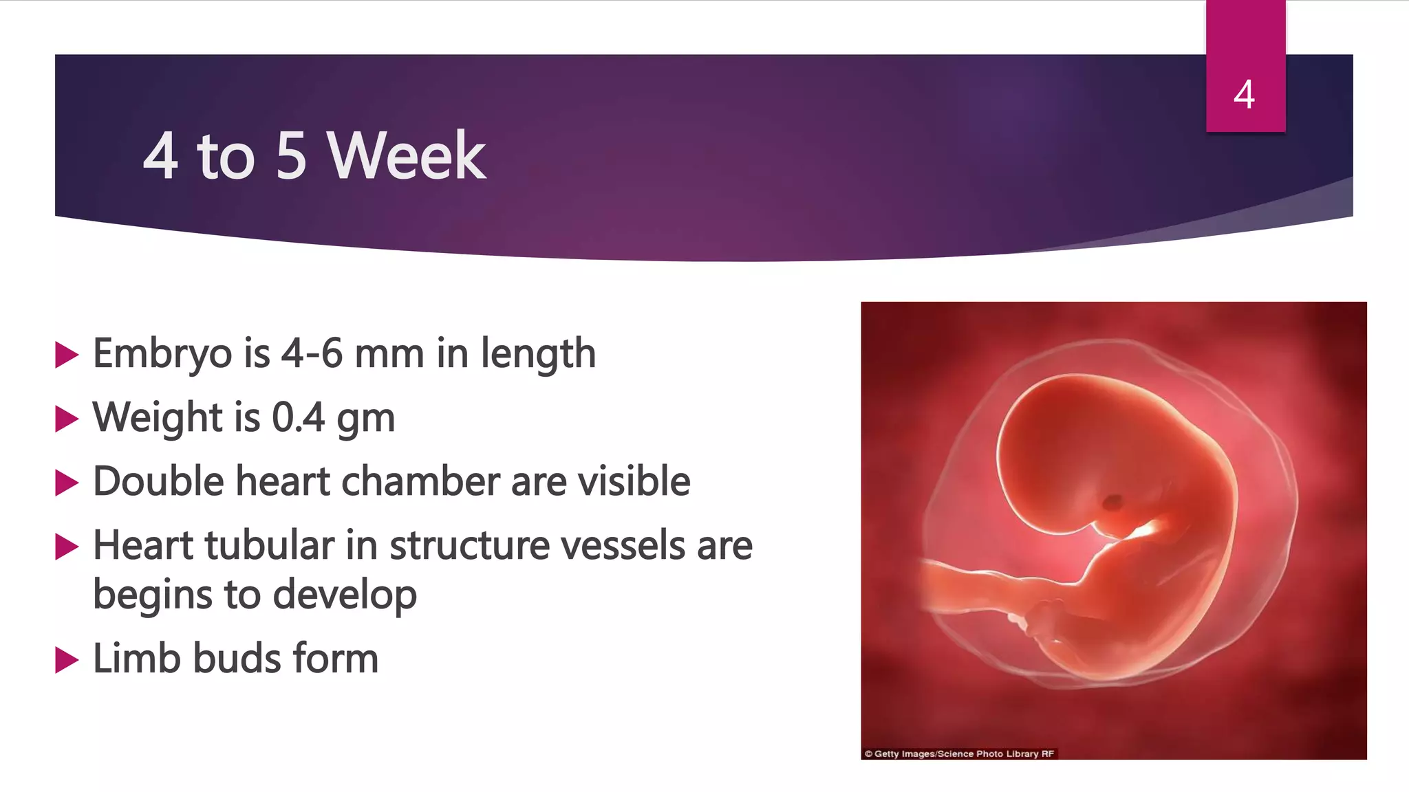 fetal development.pptx
