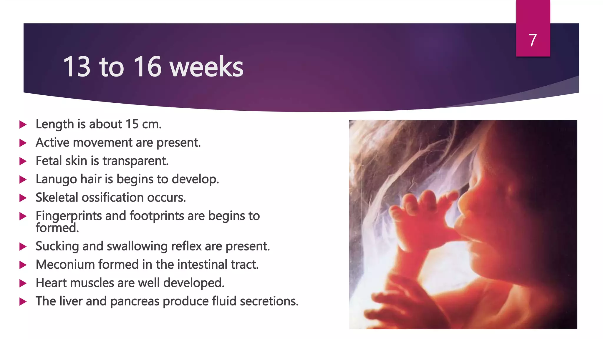 fetal development.pptx