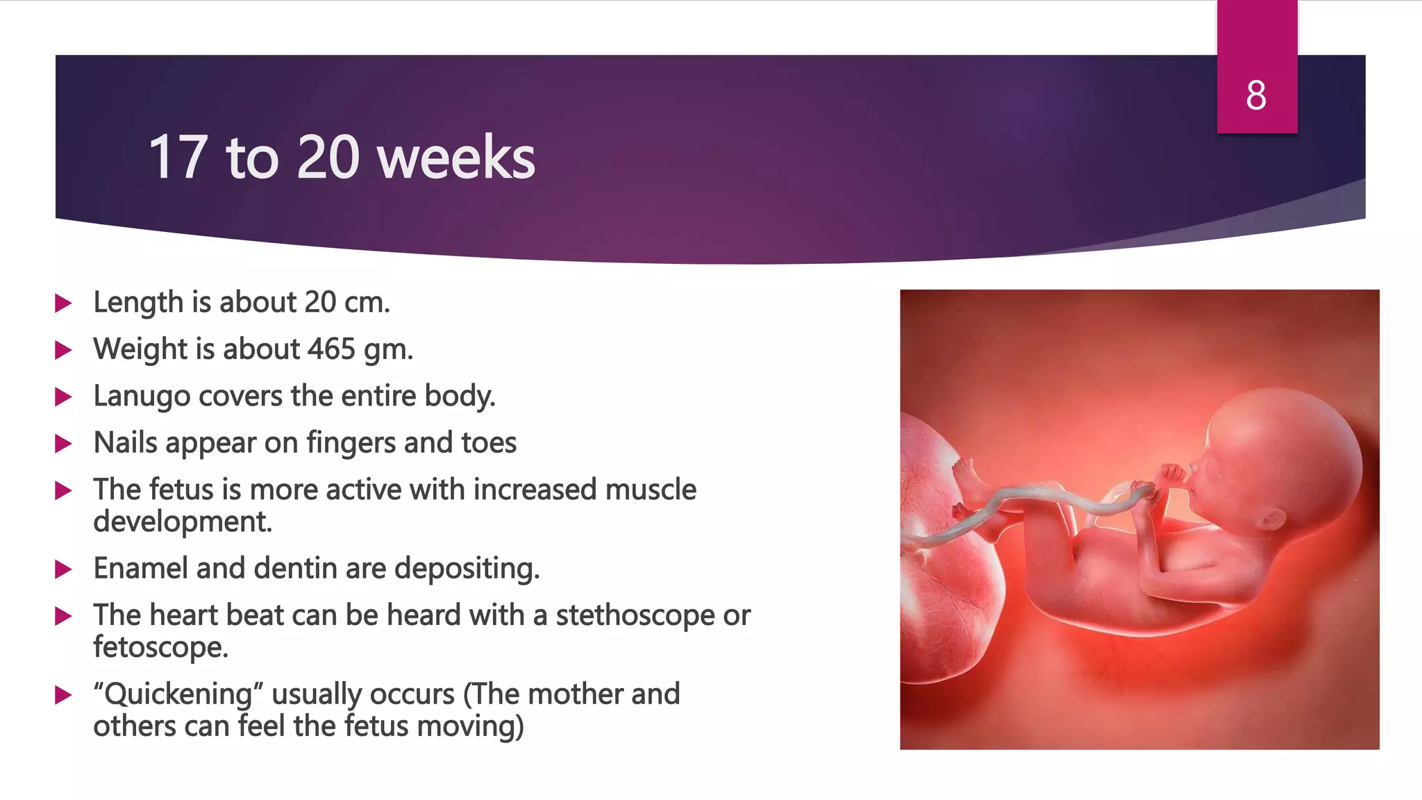fetal development.pptx