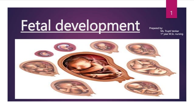fetal development.pptx