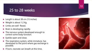 fetal development.pptx