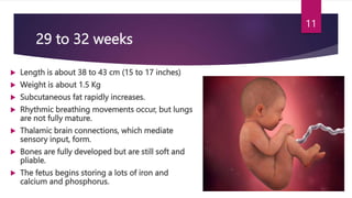 fetal development.pptx