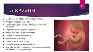 fetal development.pptx