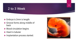 fetal development.pptx