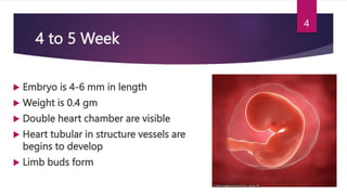 fetal development.pptx