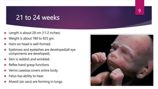 fetal development.pptx