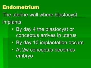 FETAL DEVELOPMENT.ppt