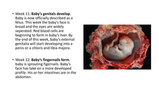 ppt on FETAL DEVELOPMENT class 12 in depth.pptx