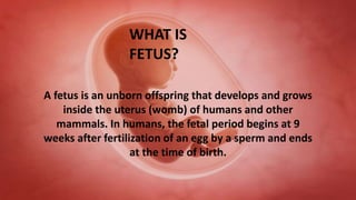 ppt on FETAL DEVELOPMENT class 12 in depth.pptx