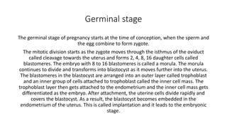 ppt on FETAL DEVELOPMENT class 12 in depth.pptx