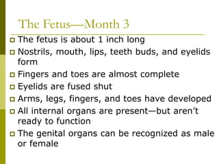 During Fetal development inside the uterus of the mother. | PPT