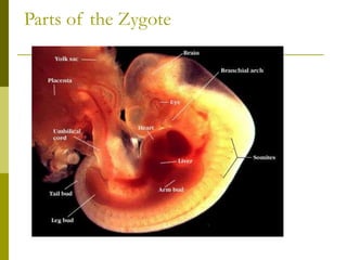 During Fetal development inside the uterus of the mother. | PPT