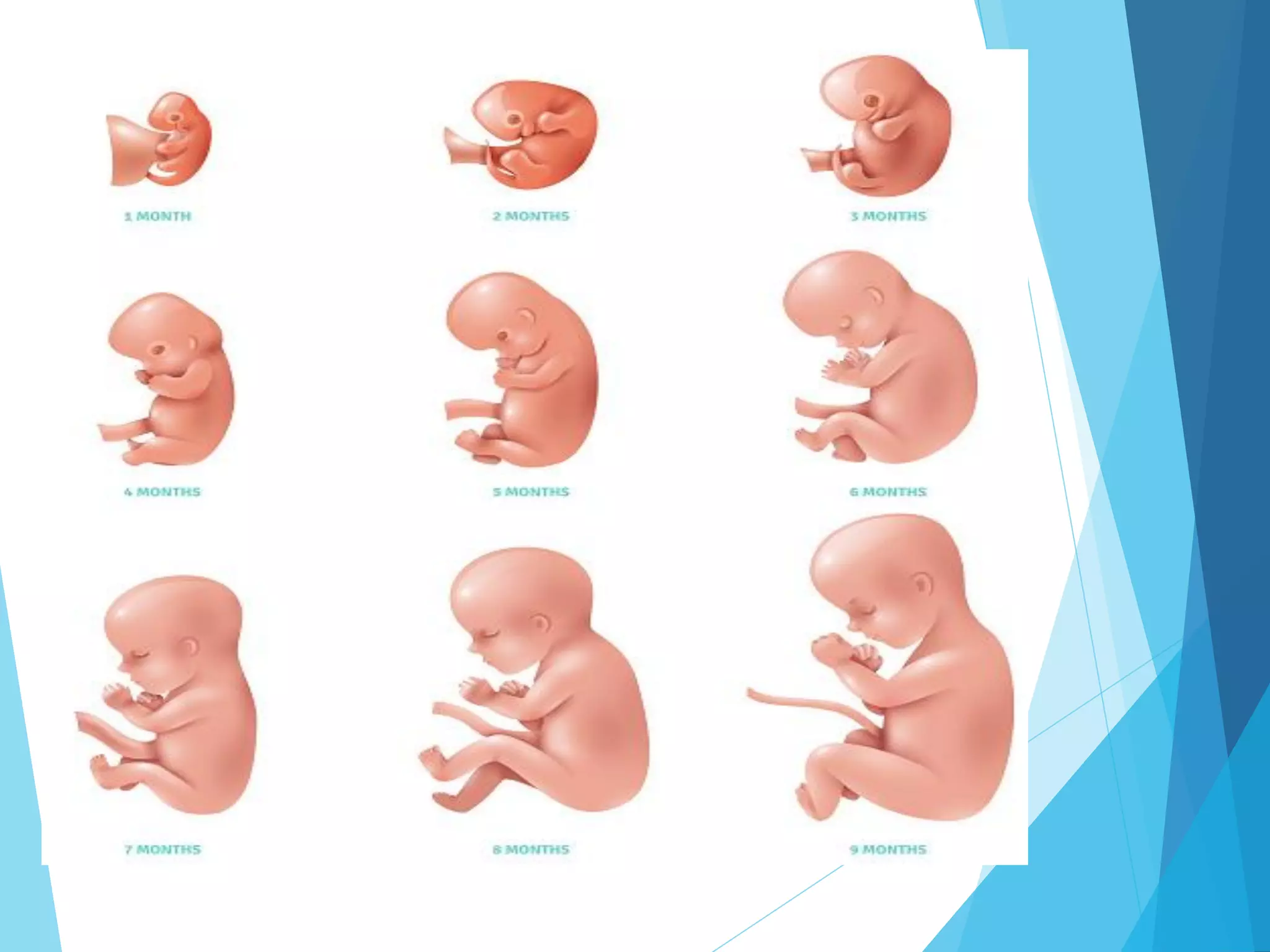 Fetal development converted | PDF