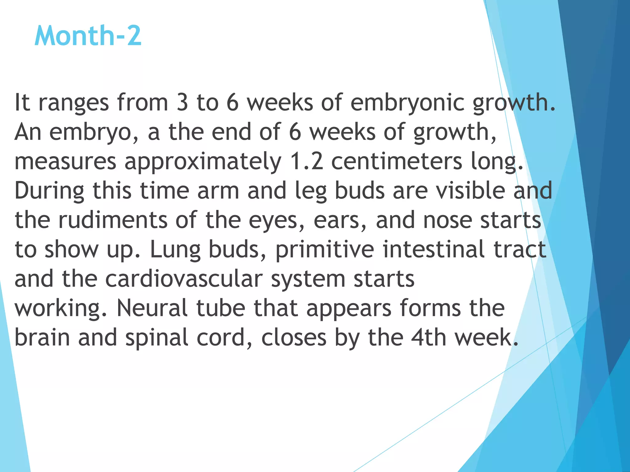 Fetal development converted | PDF