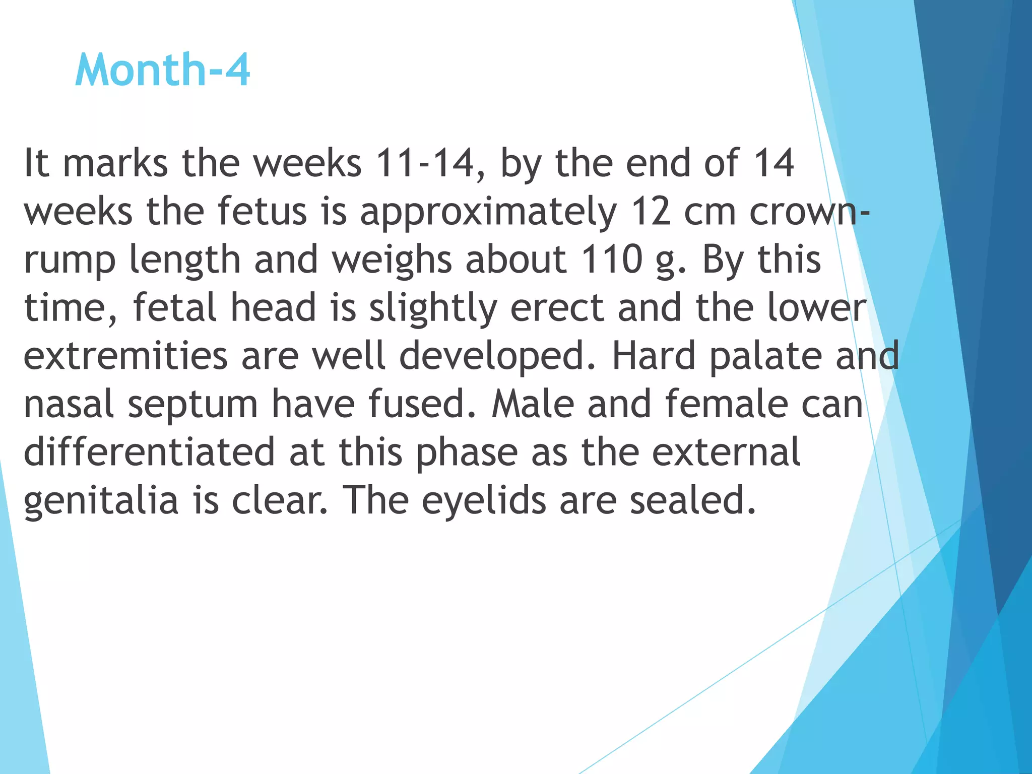 Fetal development converted | PDF