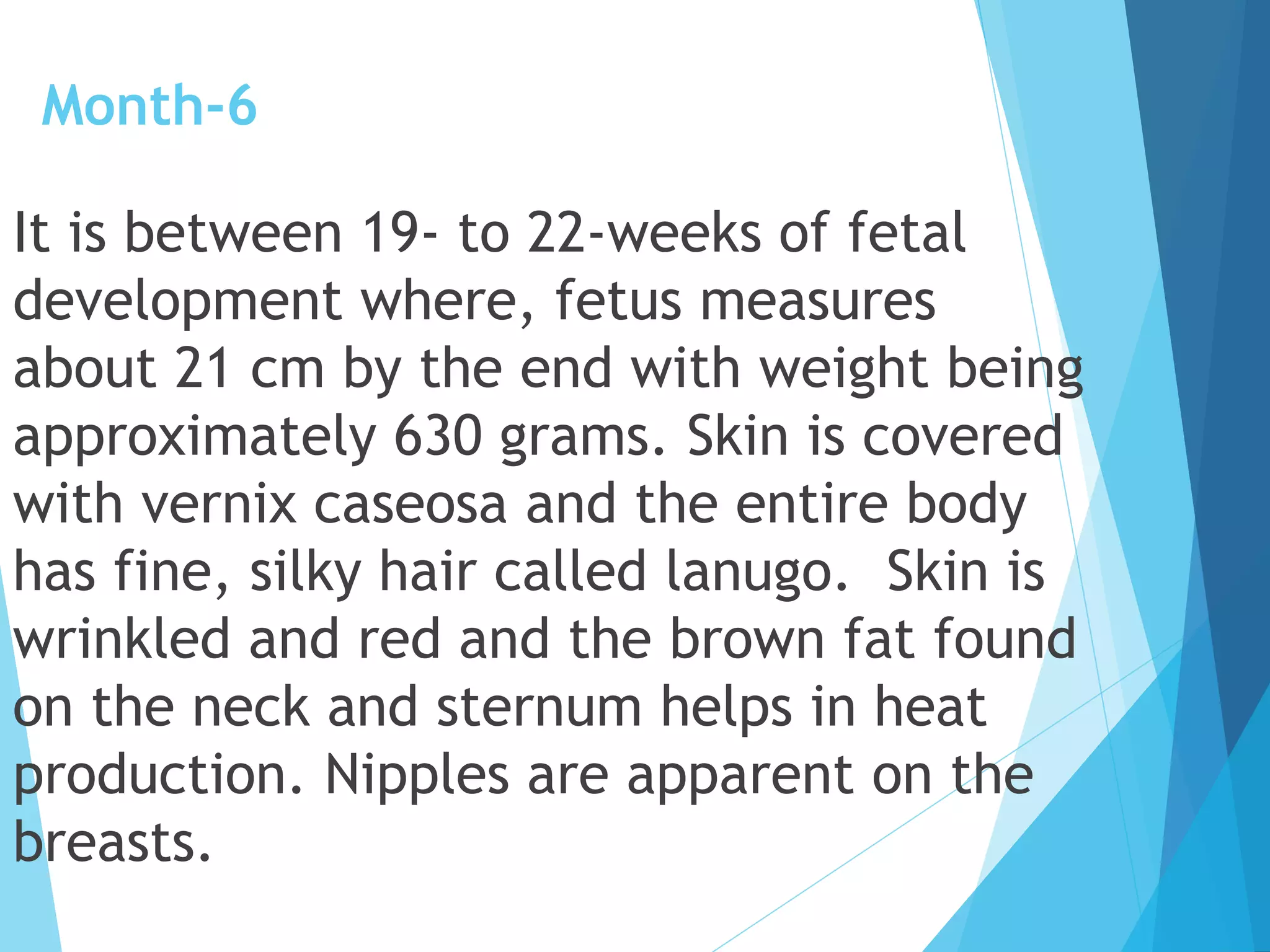 Fetal development converted | PDF