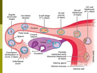 Fetal_Development_0 embryology Anatomy.ppt