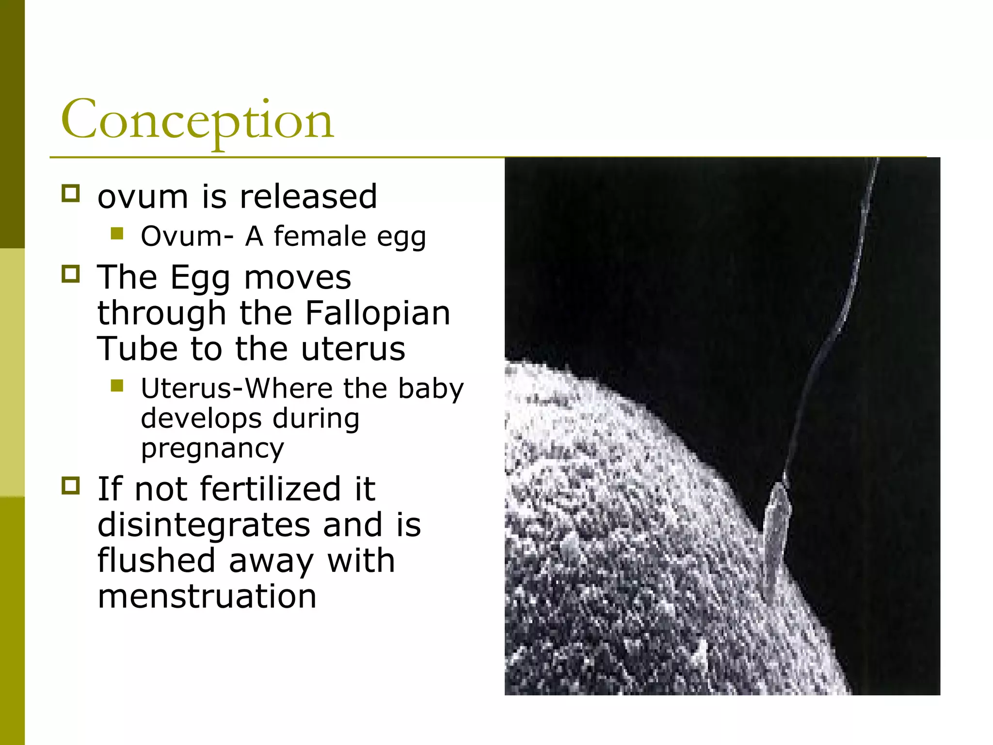 Fetal development (1) | PPT