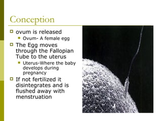 Fetal development (1) | PPT
