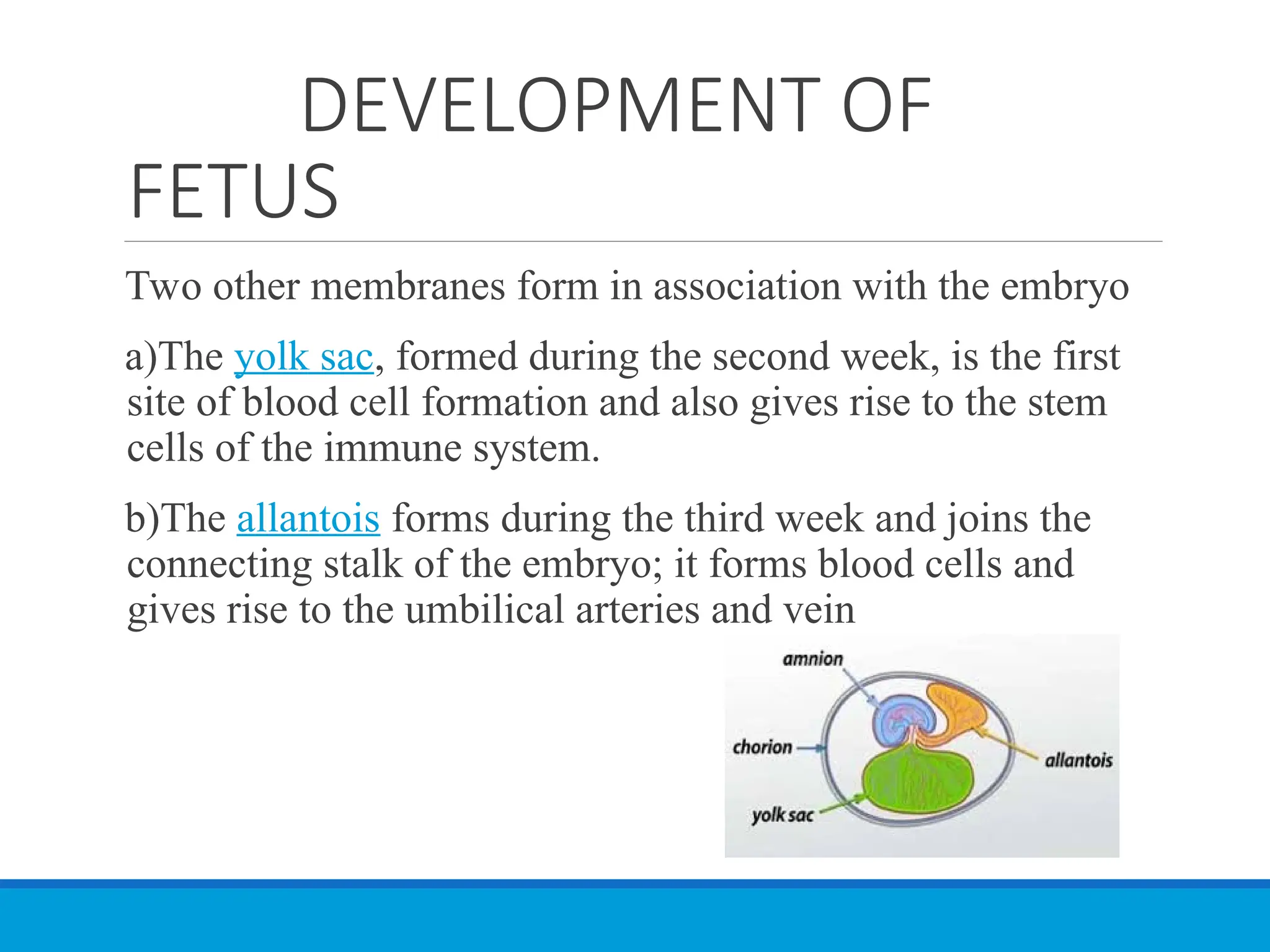 FETAL DEVELOPMENT and PHSYOLOGY of MOTHER in PREGNANCY.ppt