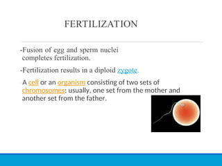 FETAL DEVELOPMENT and PHSYOLOGY of MOTHER in PREGNANCY.ppt