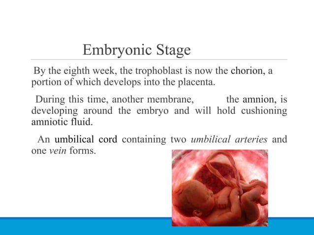 FETAL DEVELOPMENT and PHSYOLOGY of MOTHER in PREGNANCY.ppt