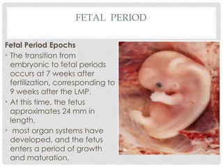 fetal development and physiology lecture | PPTX