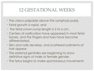 fetal development and physiology lecture | PPTX