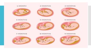 Human fetal development new teaching.pptx