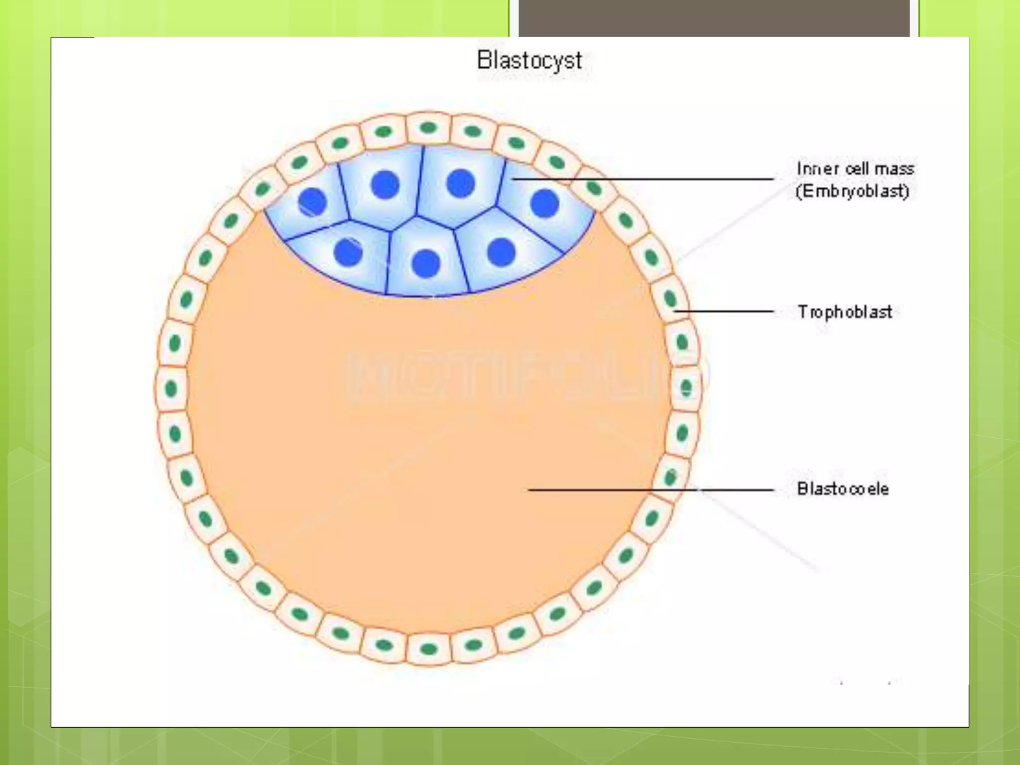 Fetal development | PPTX
