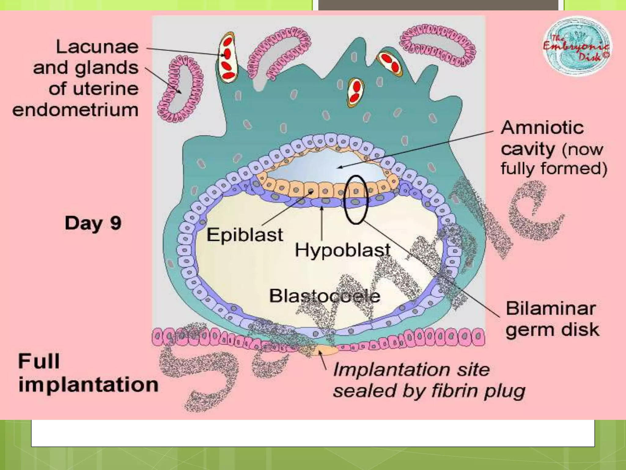 Fetal development | PPTX