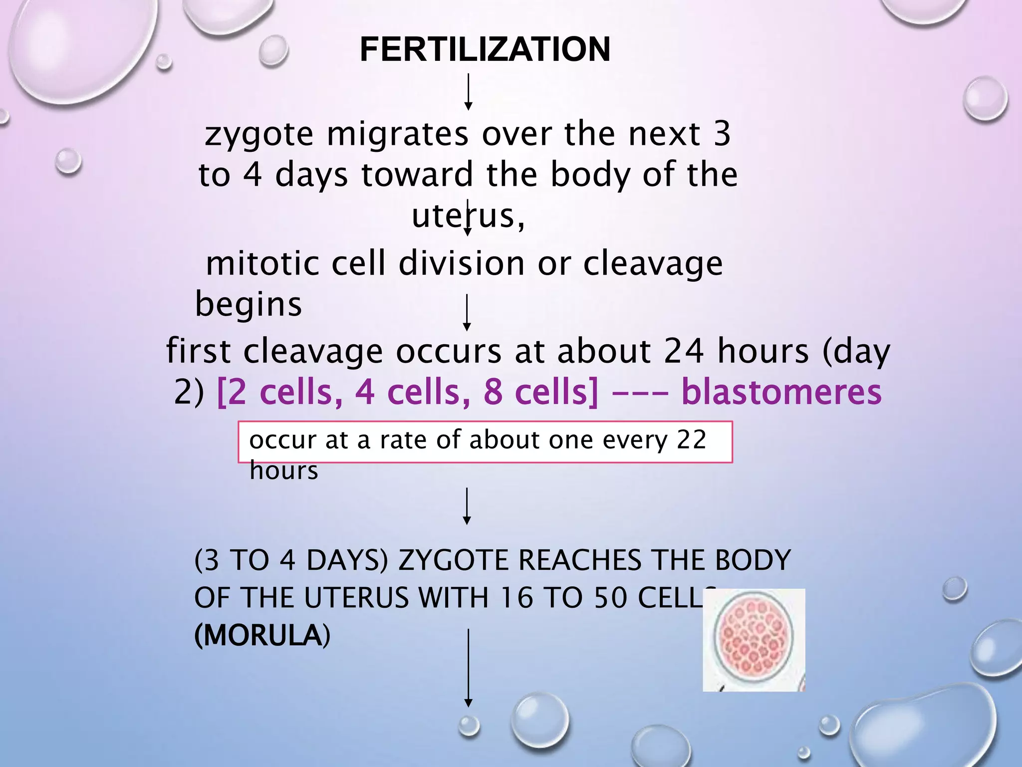 Fetal development stages | PPT