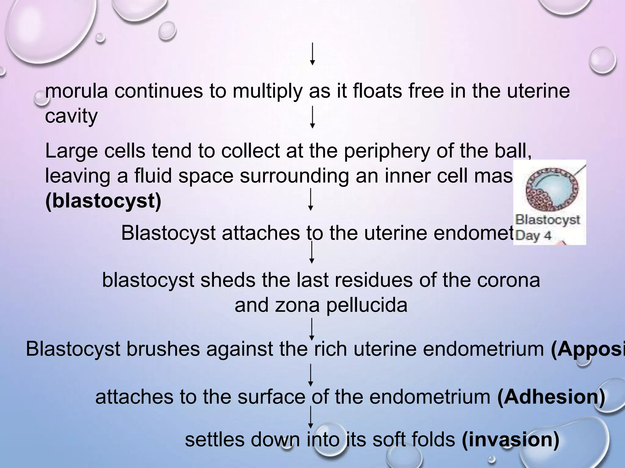 Fetal development stages | PPT