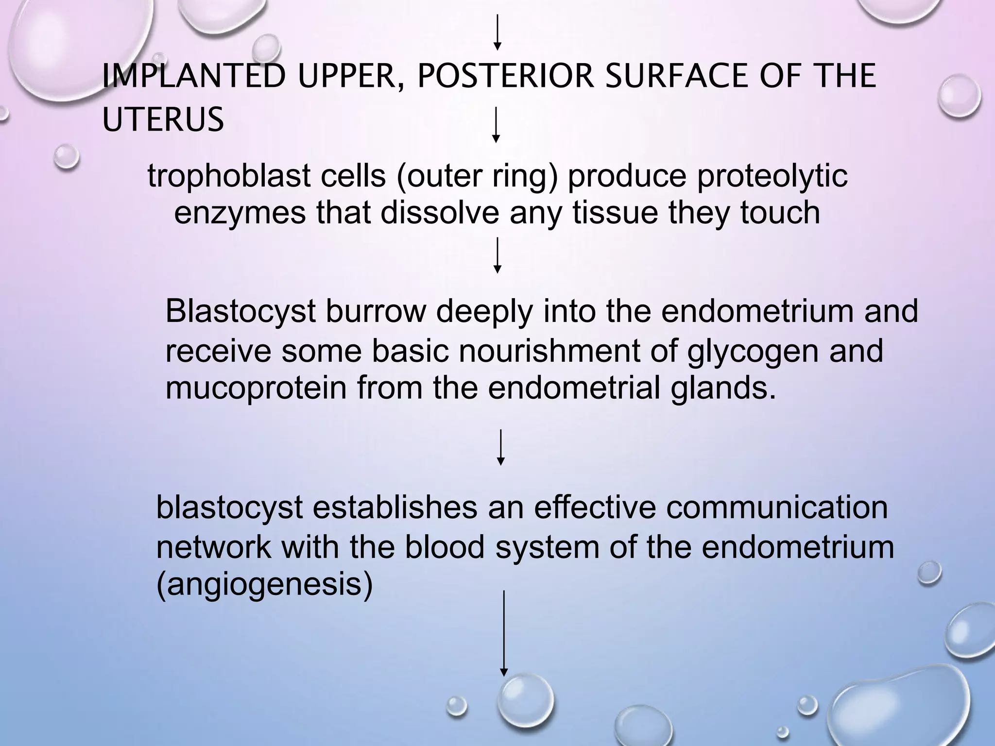 Fetal development stages | PPT