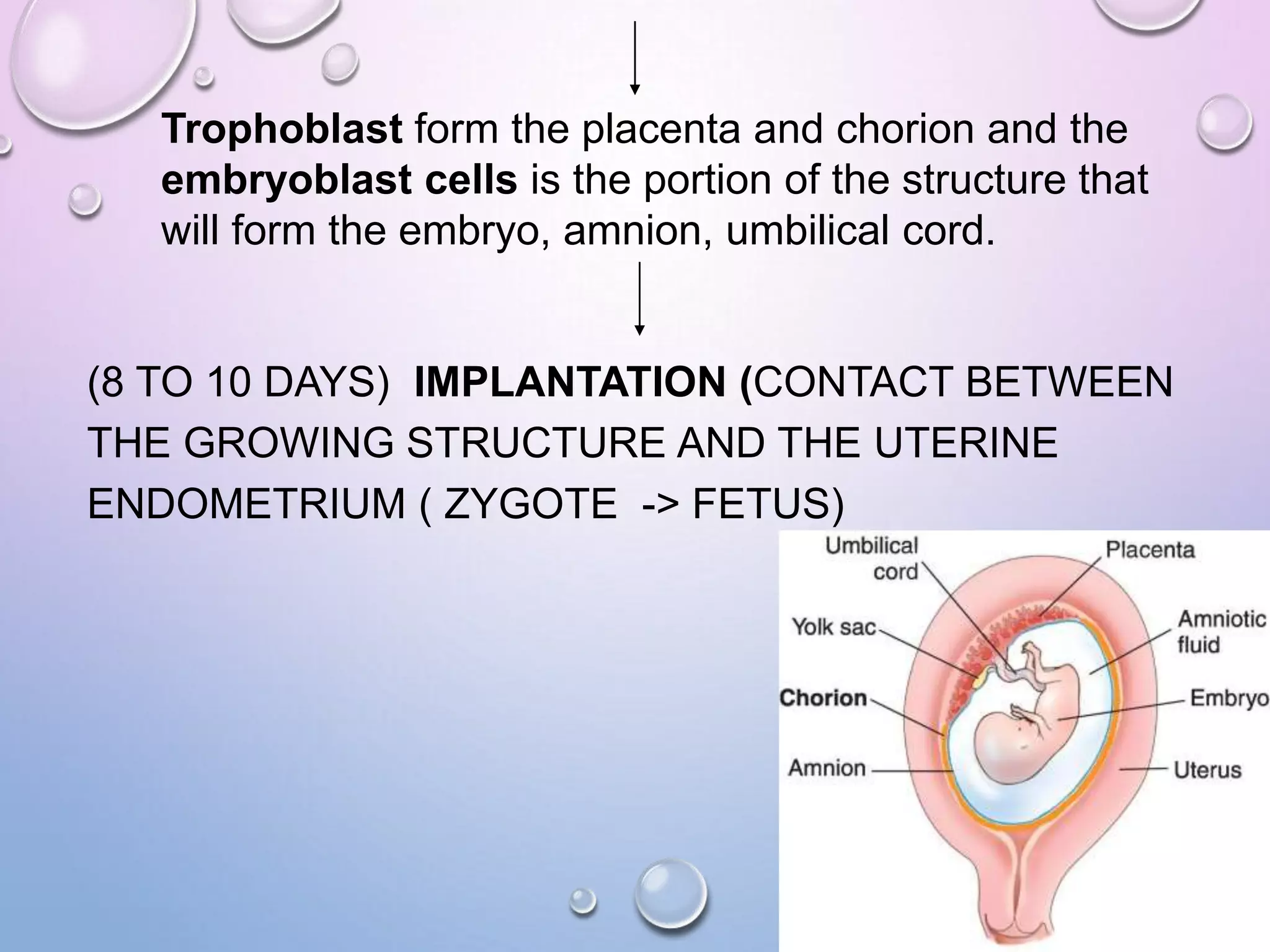 Fetal development stages | PPT