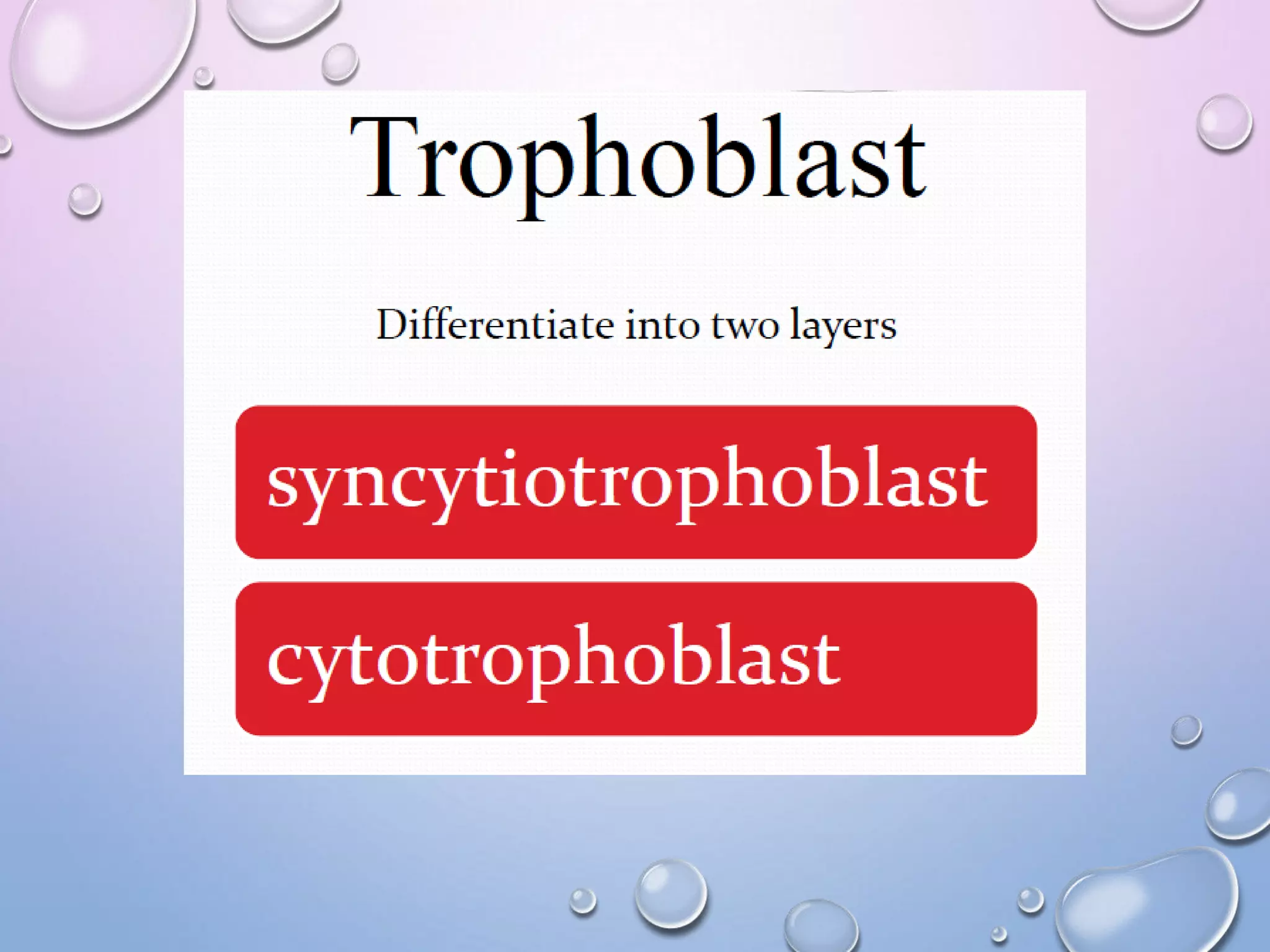 Fetal development stages | PPT