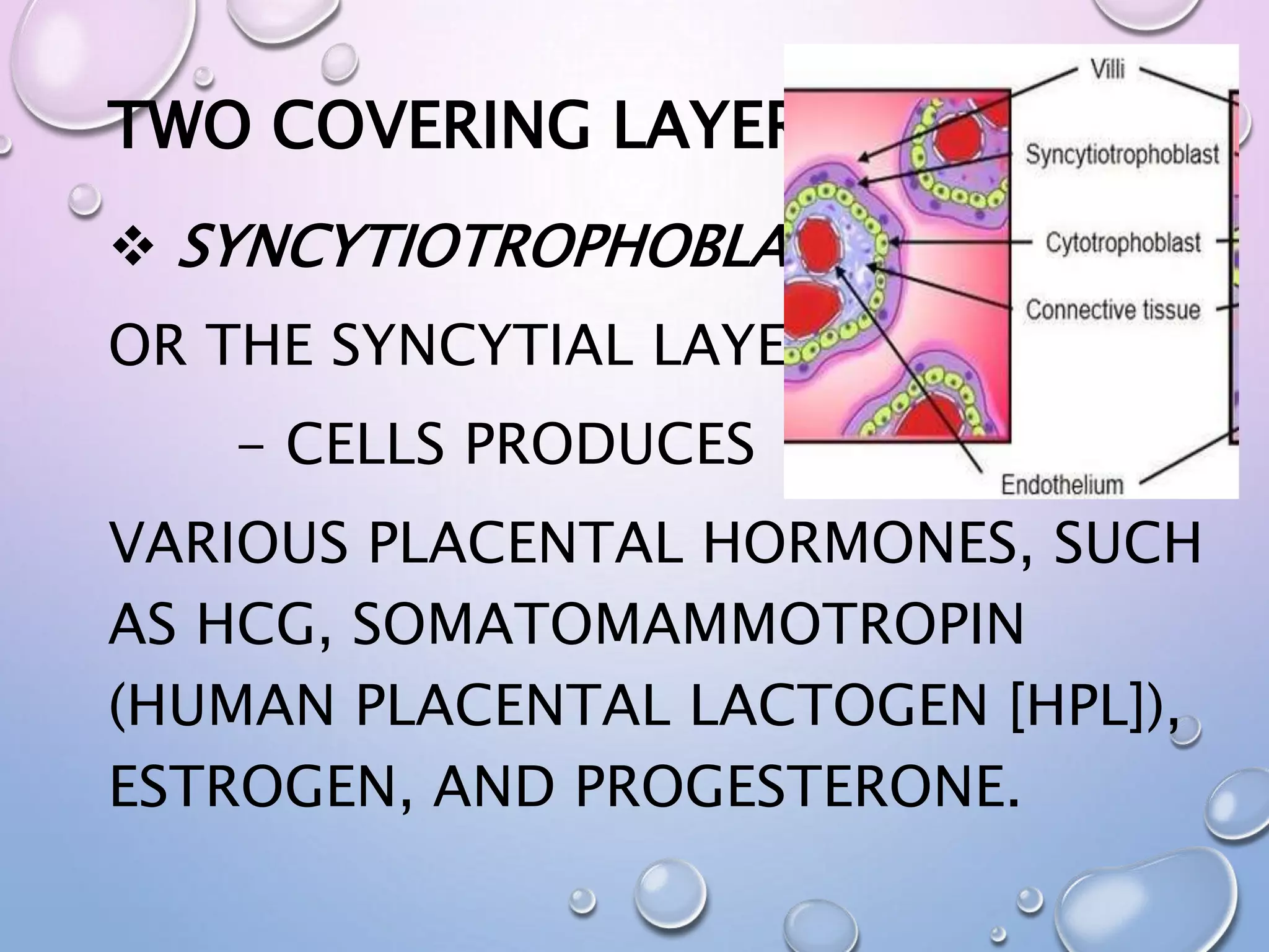Fetal development stages | PPT