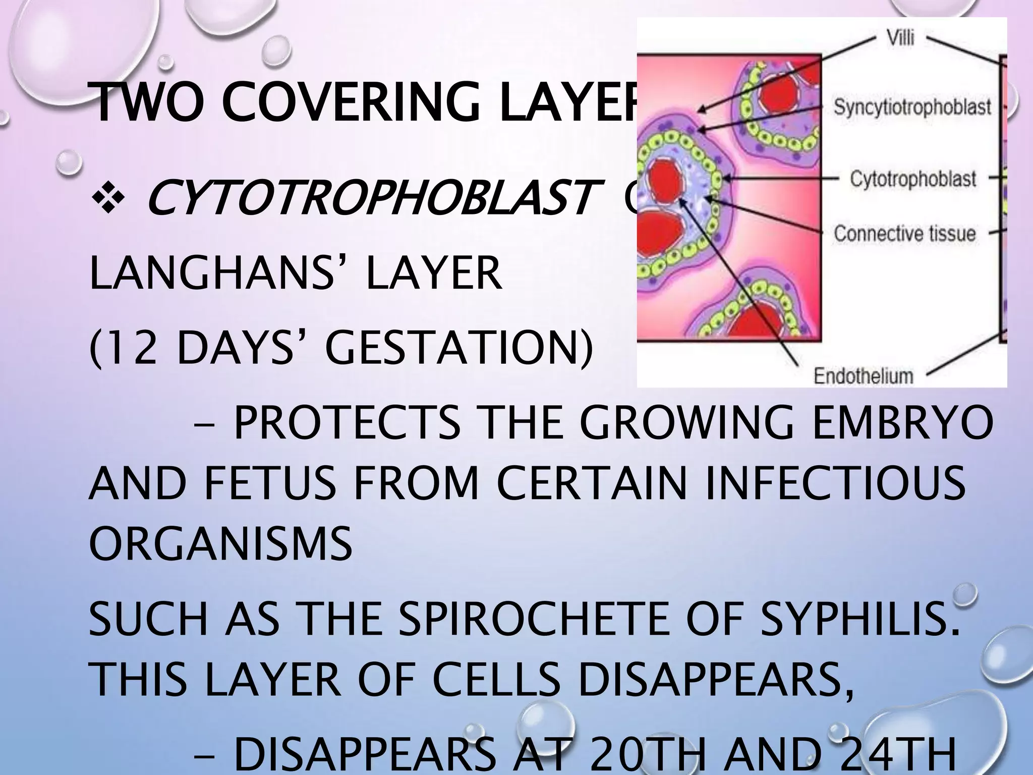 Fetal development stages | PPT
