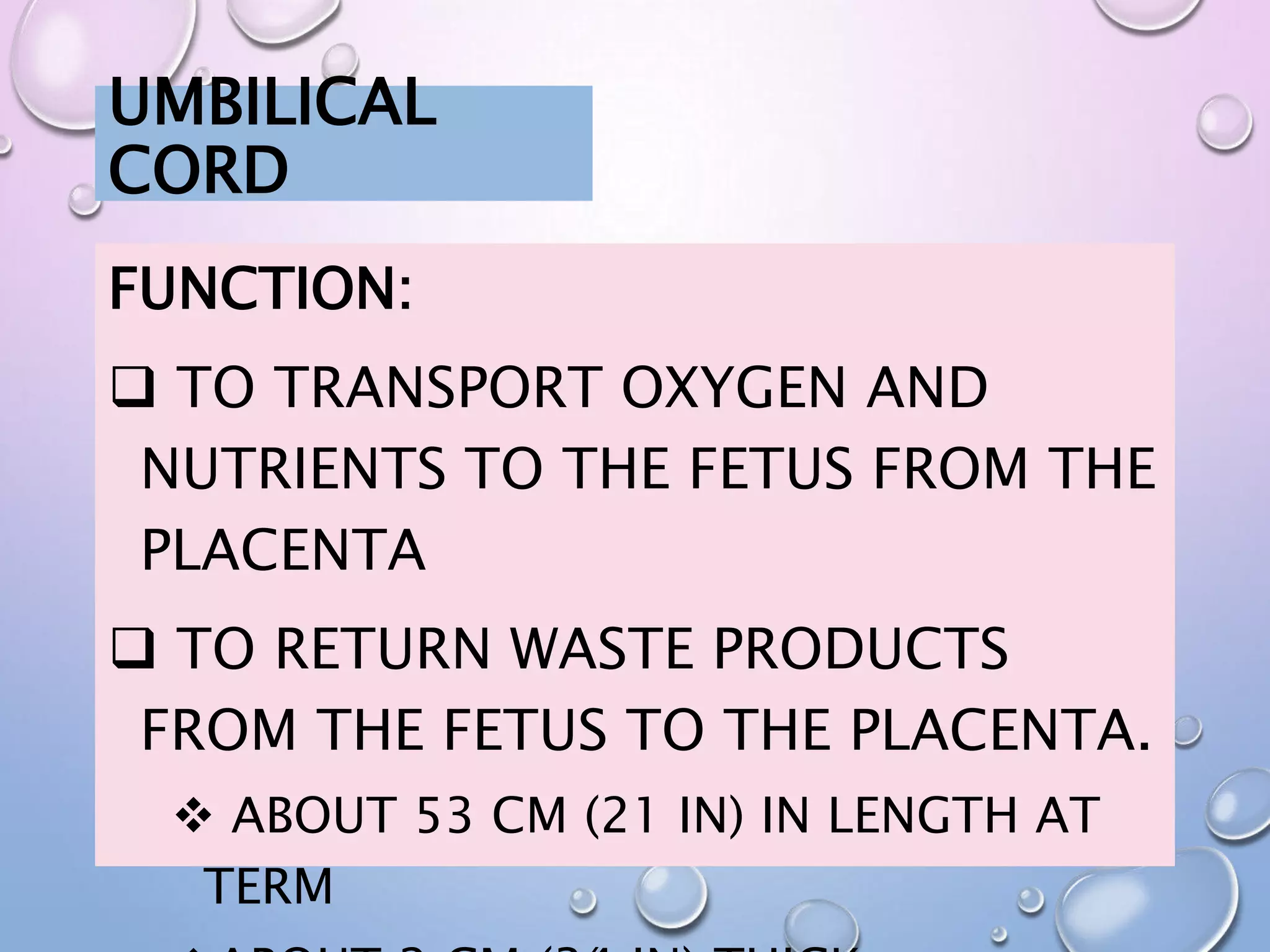 Fetal development stages | PPT