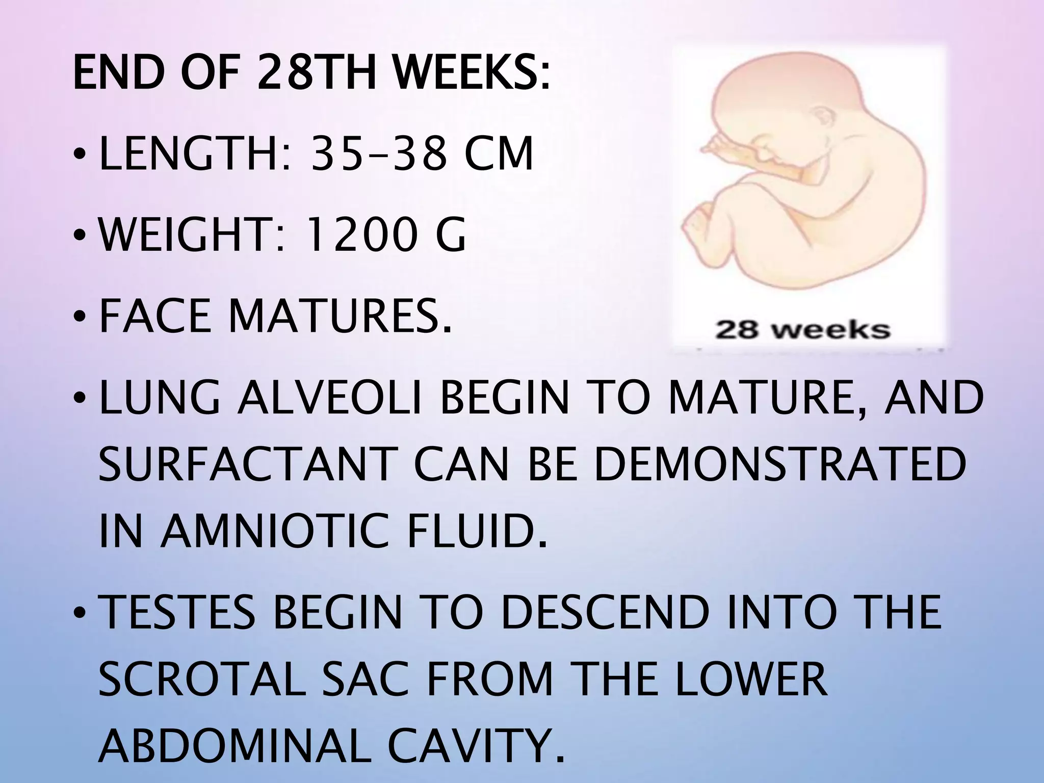 Fetal development stages | PPT