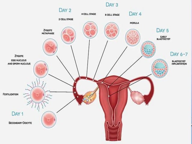 Fetal development stages | PPT | Infertility | Reproductive Health