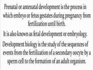 Fetal development stages | PPT