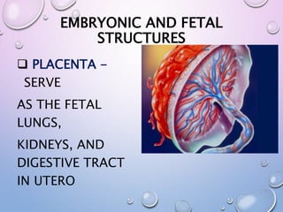 Fetal development stages | PPT