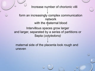 Fetal development stages | PPT