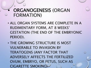 Fetal development stages | PPT
