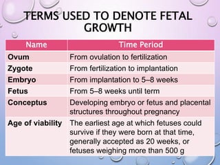 Fetal development stages | PPT