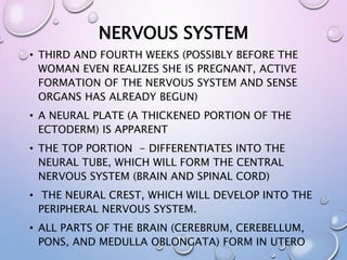 Fetal development stages | PPT